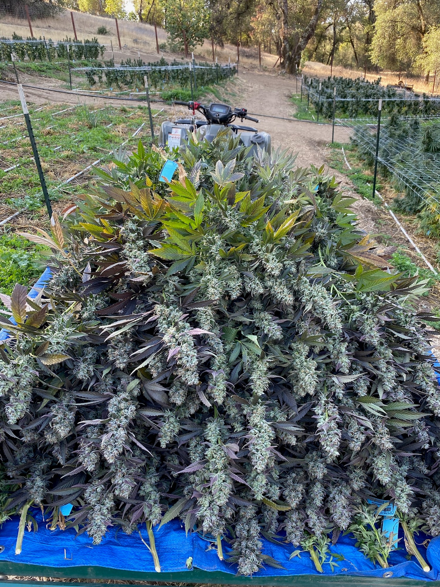 About – Sanctuary Farms CA