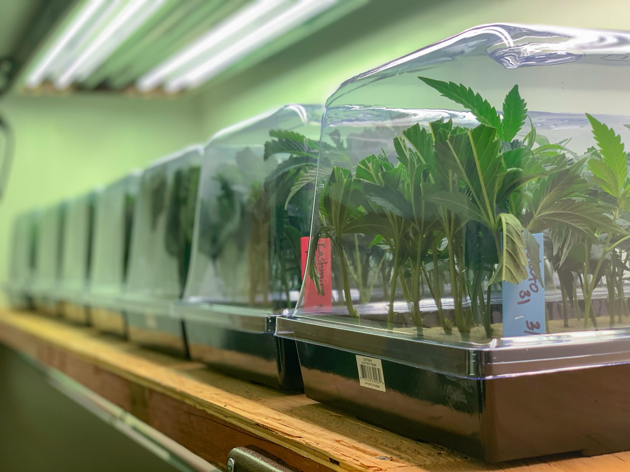 About – Sanctuary Farms CA